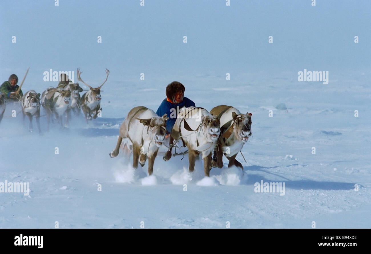Reindeer Breeder Day celebrations in the Russian Far North Reindeer ...