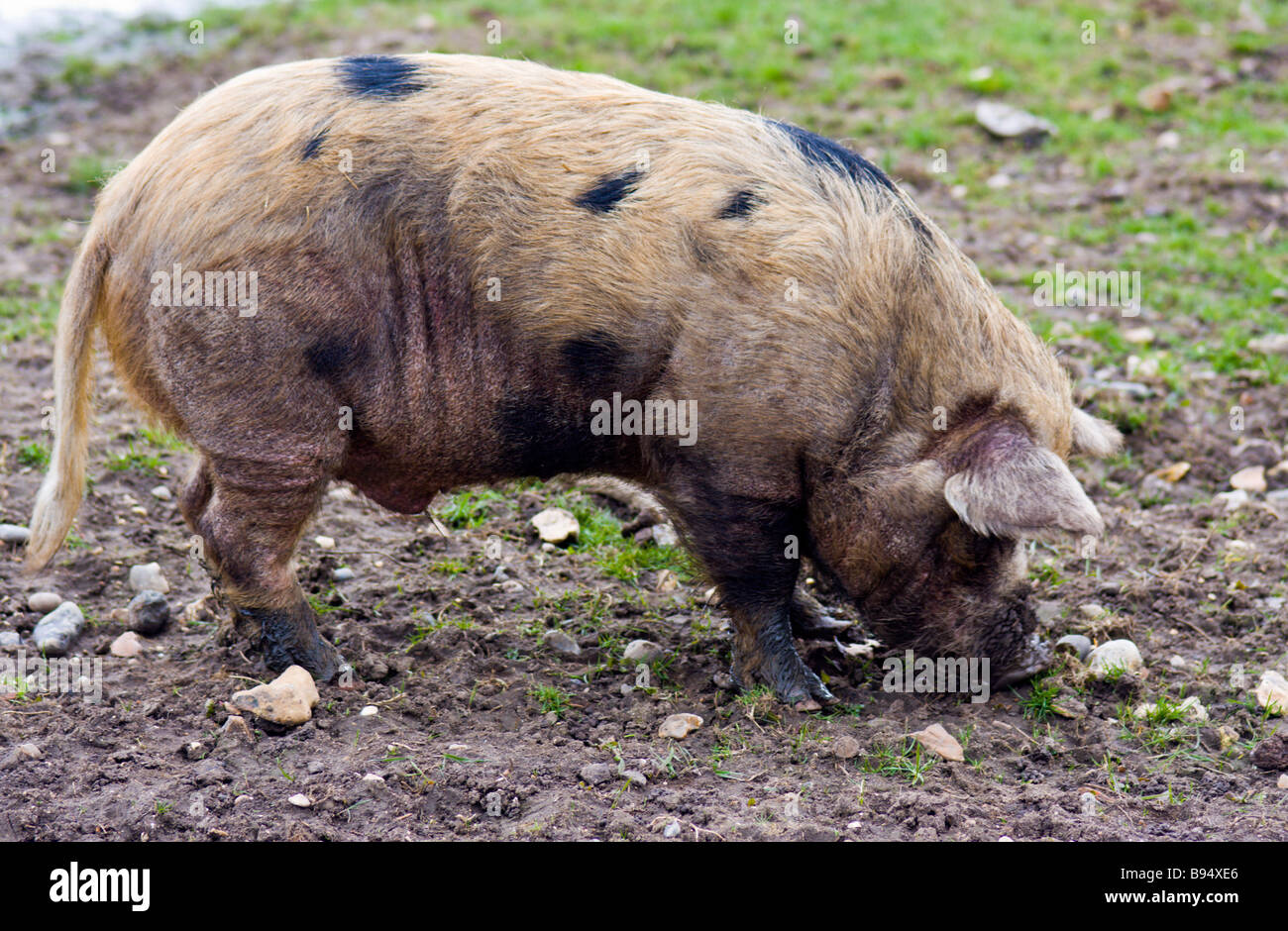 Pig at farm hi-res stock photography and images - Alamy