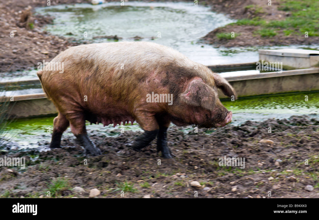 Pig sty hi-res stock photography and images - Alamy