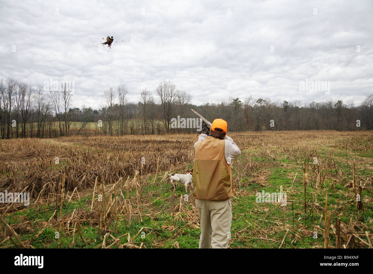 UPLAND BIRD HUNTER SHOOTING AT PHEASANT BENLLI REALTREE AP CAMO SHOTGUN ...