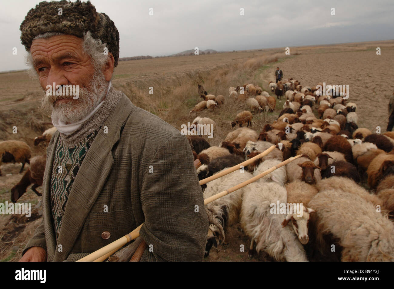 Wise old shepherd Anani with his flock in the environs of Yerevan Stock ...