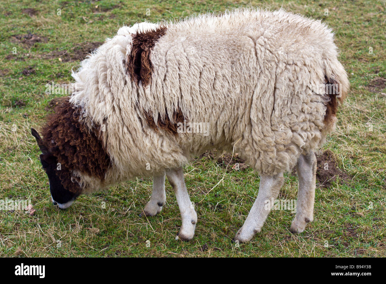 Rare breeds sheep hi-res stock photography and images - Alamy