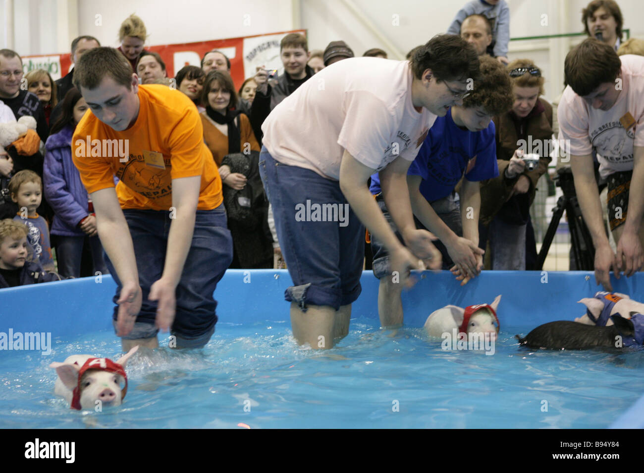 Pig swimming competitions at the 3rd Pig Olympics Stock Photo - Alamy