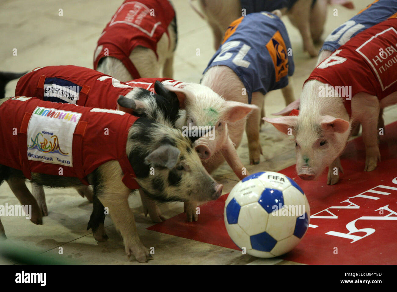 A pigball game at the 3rd Pig Olympics Stock Photo - Alamy
