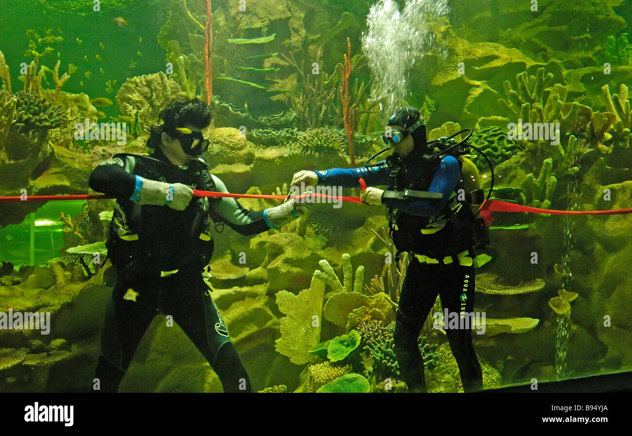 Opening of Russia s and East Europe s biggest oceanarium 4 700 square ...