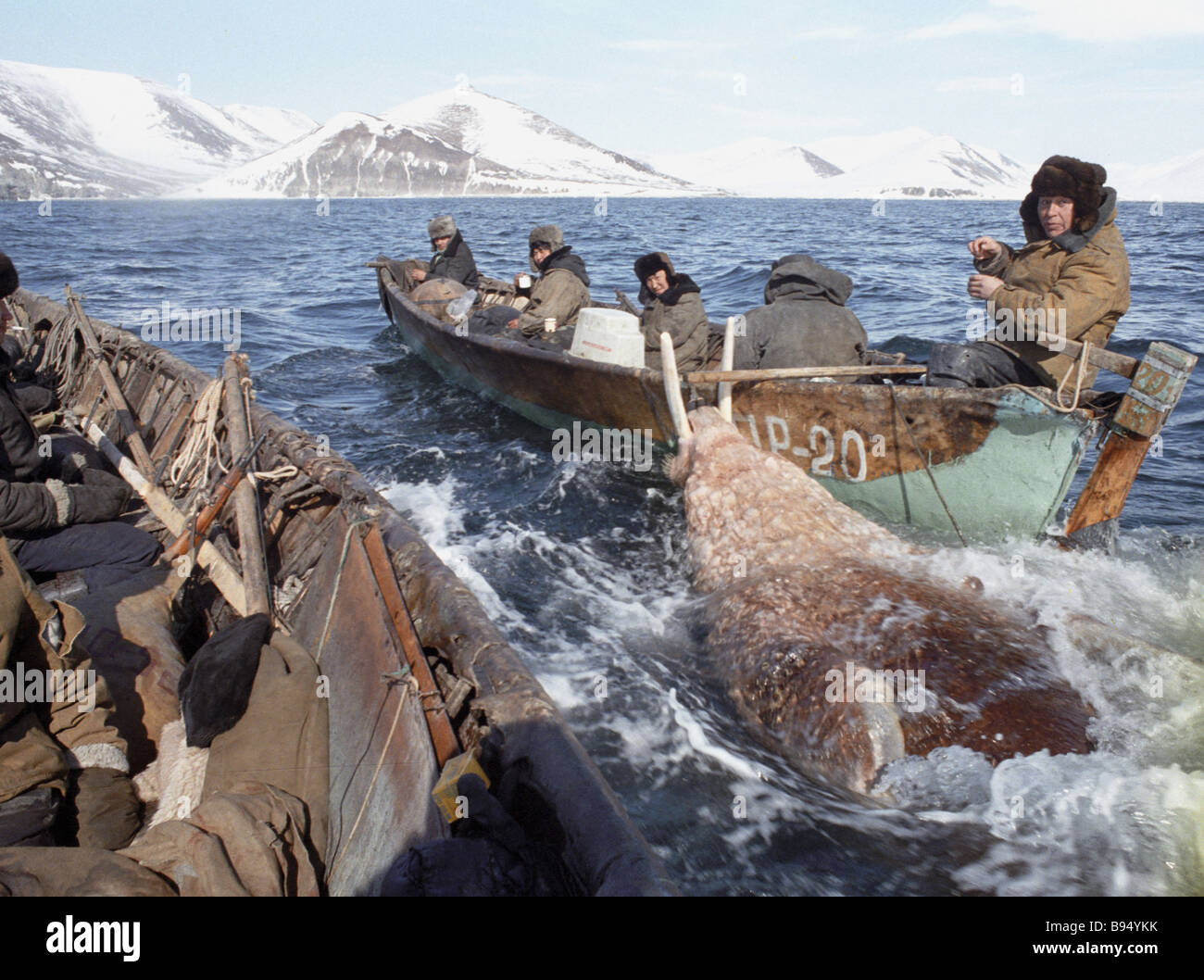The Eskimo Sireniki village s hunters returning with the kill Stock ...