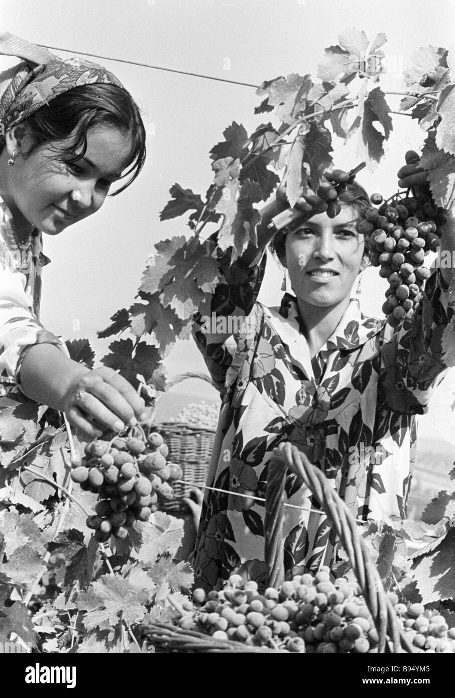 Gathering grapes at Fakhrabad state farm Stock Photo - Alamy