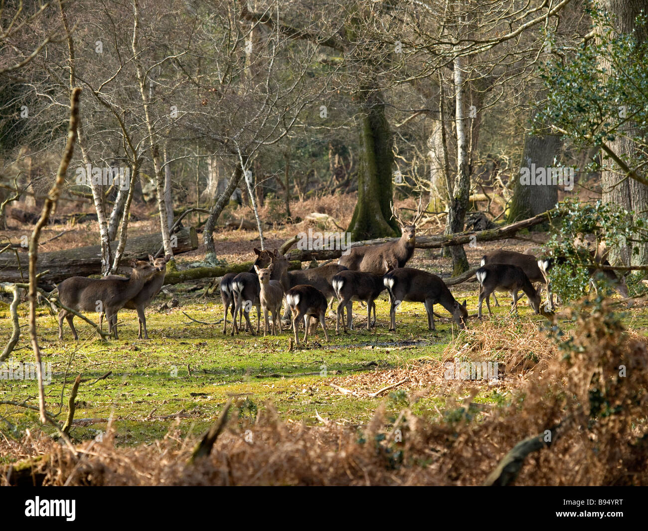 New forest wild deer hi-res stock photography and images - Alamy