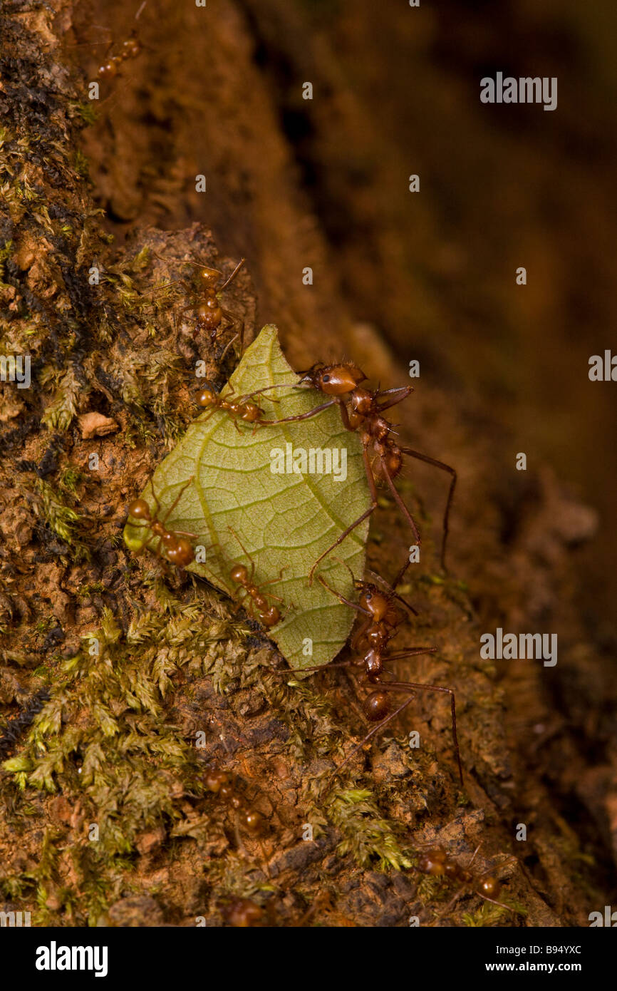 Leafcutter ants (Atta cephalotes) carrying a leaf fragment down a tree ...