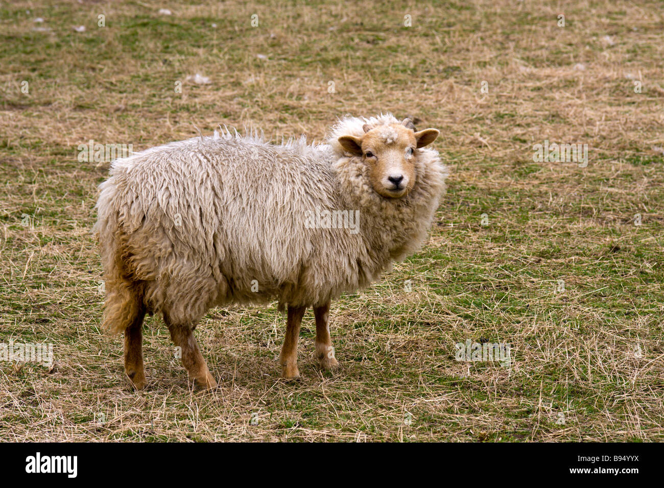 Rare breeds sheep hi-res stock photography and images - Alamy