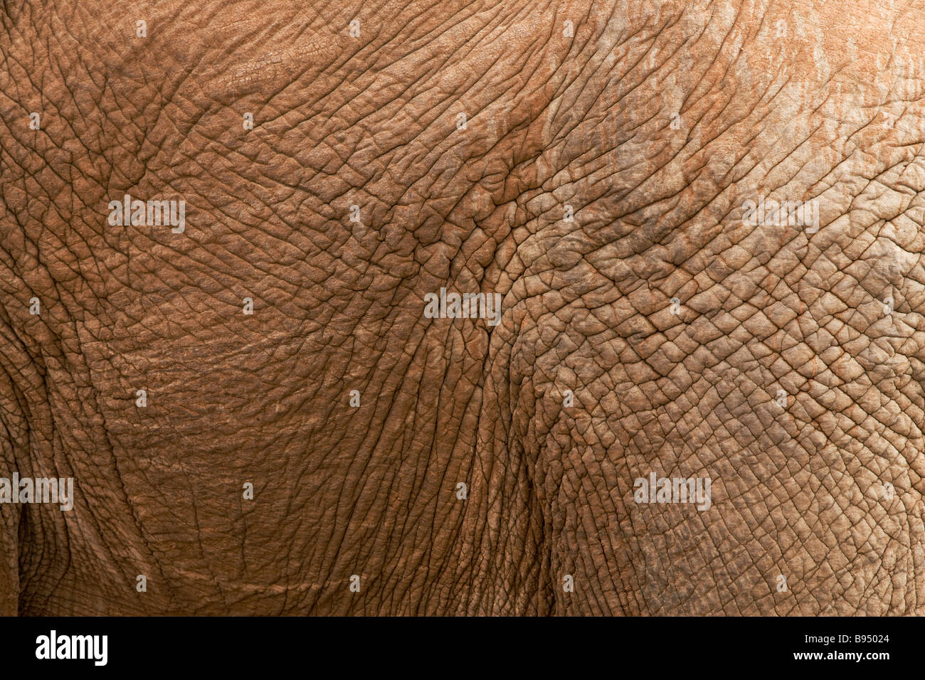 Elephant hide Loxodonta africana Addo Elephant National Park Eastern ...