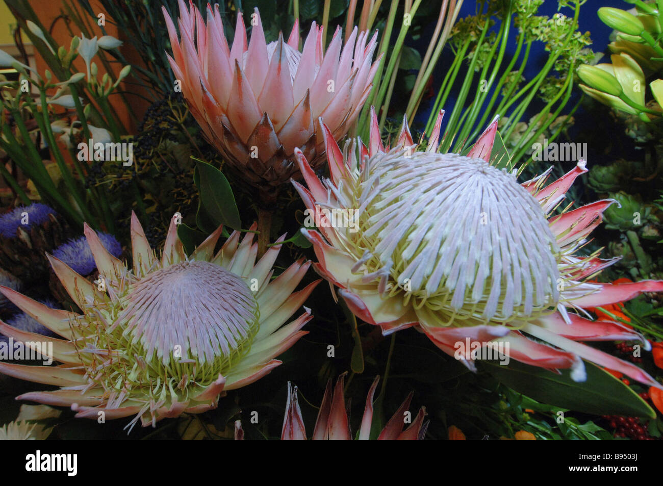 The exotic plant Prothea Barbidera put on display by a Dutch firm at ...