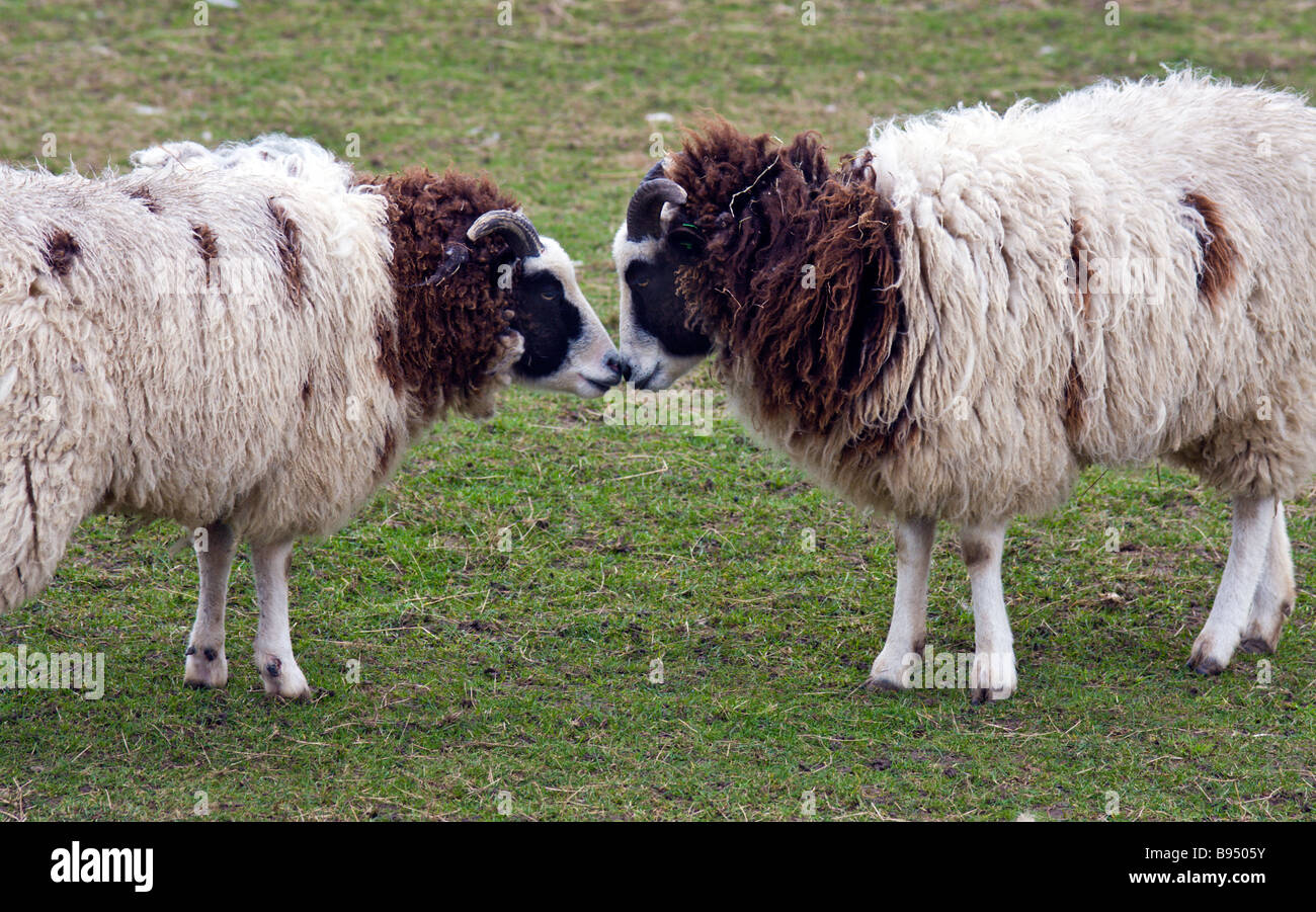 Two sheep hi-res stock photography and images - Alamy
