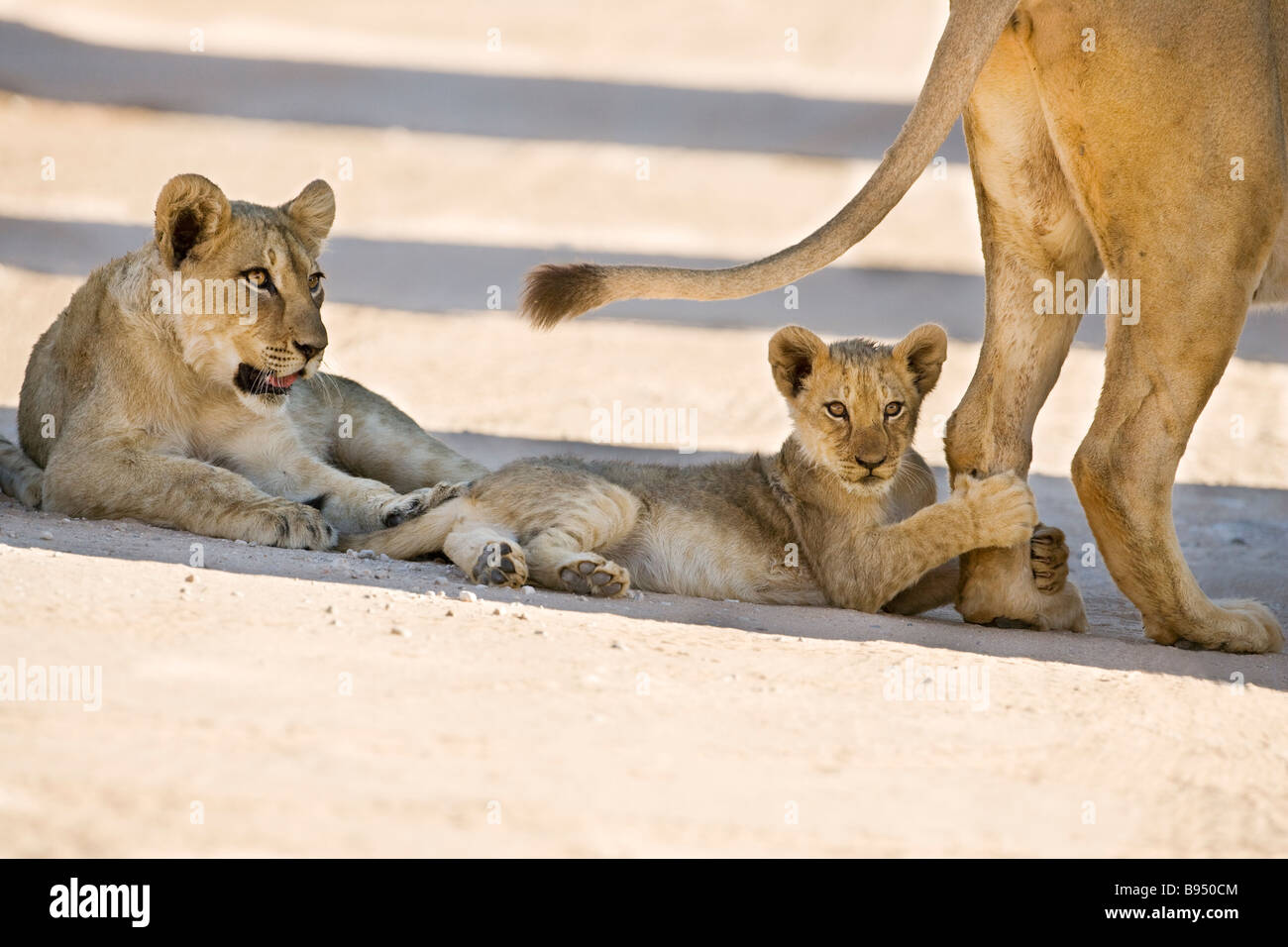 Lion panthera leo immature hi-res stock photography and images - Alamy