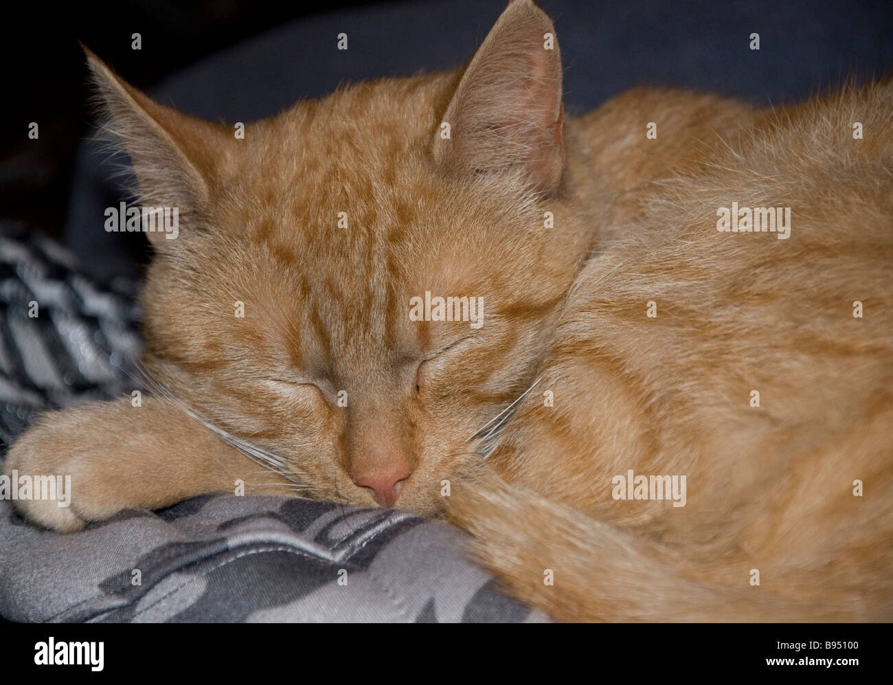 ginger cat sleeping Stock Photo - Alamy