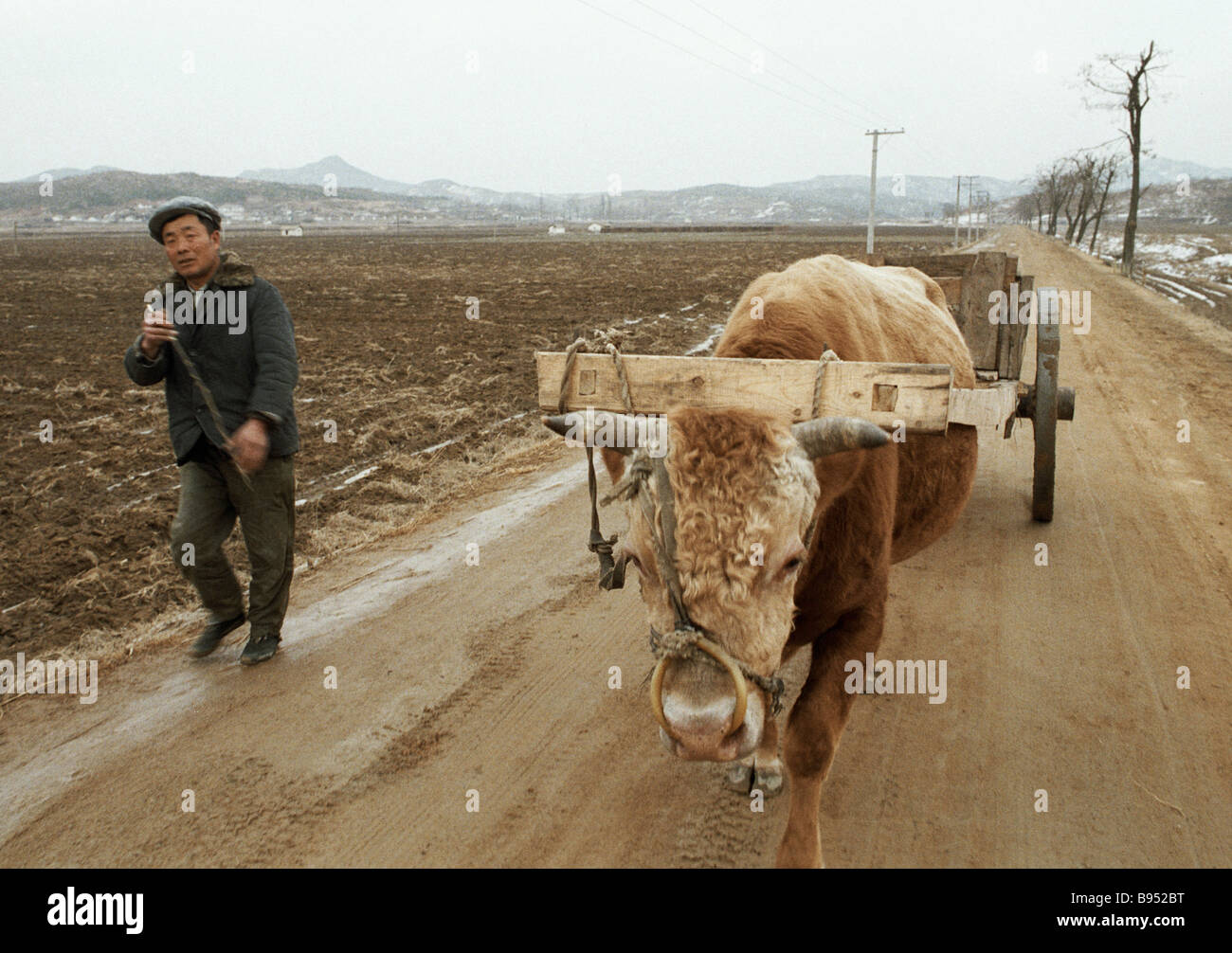 Korean peasant on a road with his buffalo pulling a cart Stock Photo ...