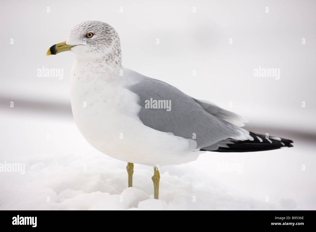 Gull standing in snow profile hi-res stock photography and images - Alamy