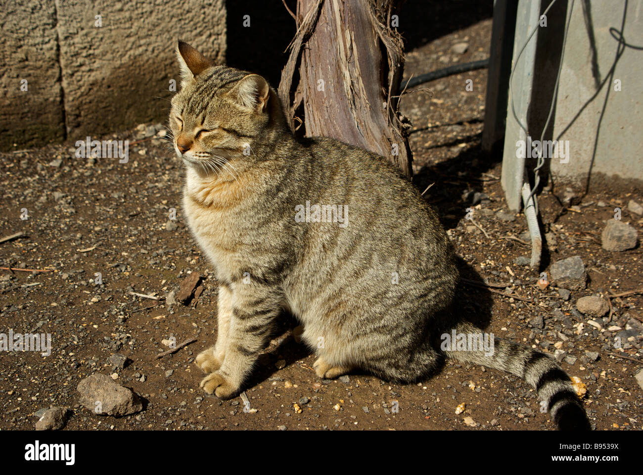Feral but friendly shorthair tabby cat Stock Photo - Alamy
