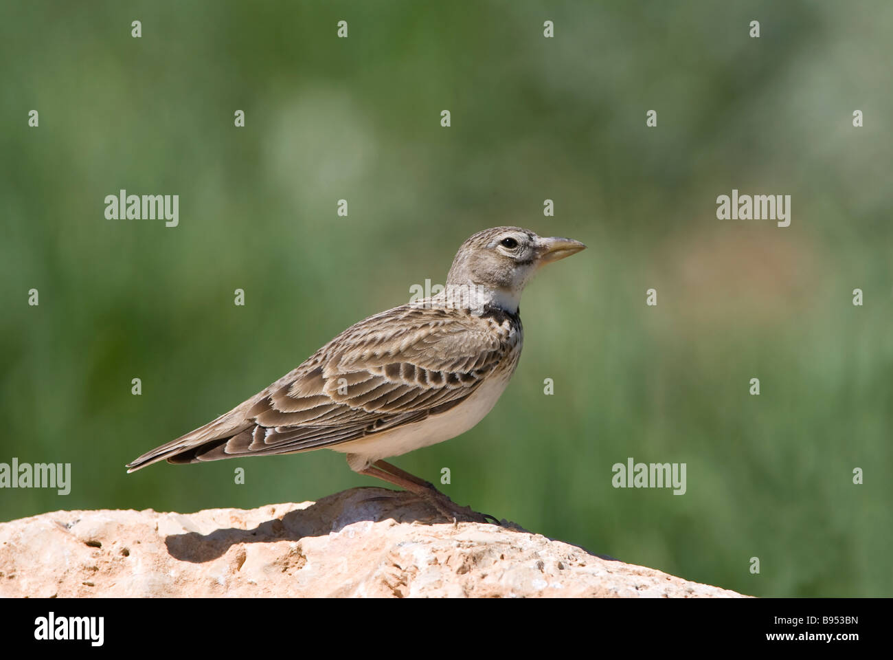 Larks of turkey hi-res stock photography and images - Alamy