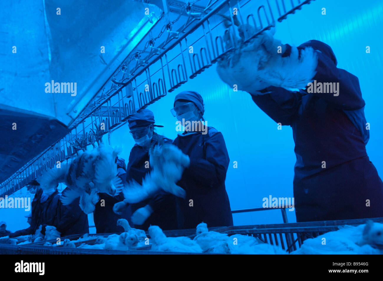 A live chicken line at a new poultry processing factory of the ...
