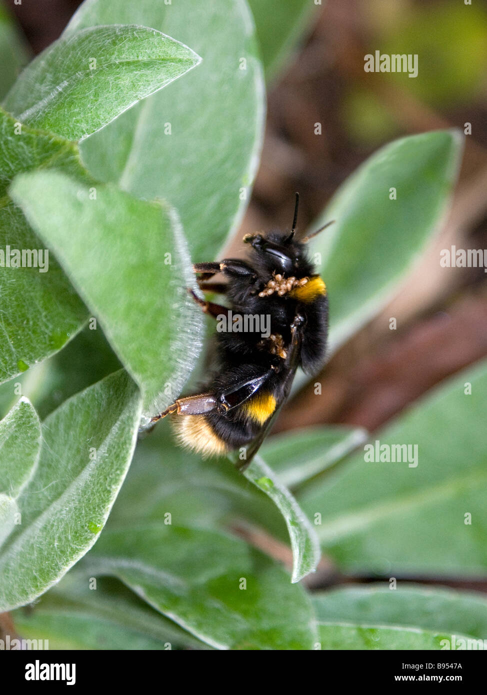 Bumblebee with mites Stock Photo - Alamy