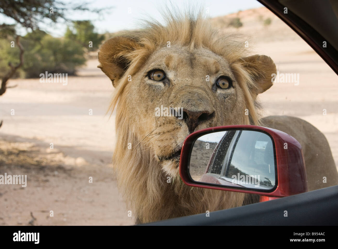 Safari car lion hi-res stock photography and images - Alamy
