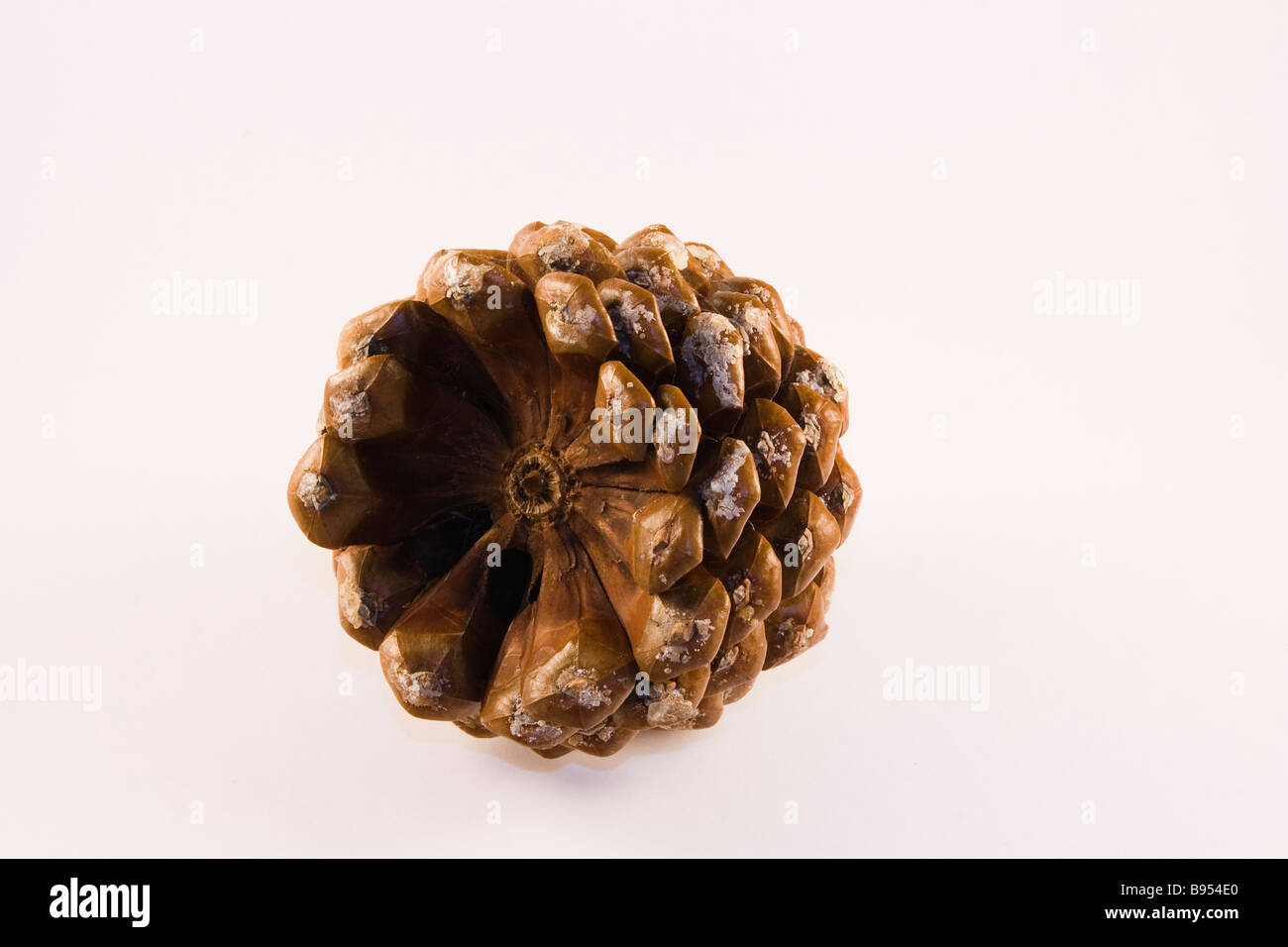 Acorn seed hi-res stock photography and images - Alamy