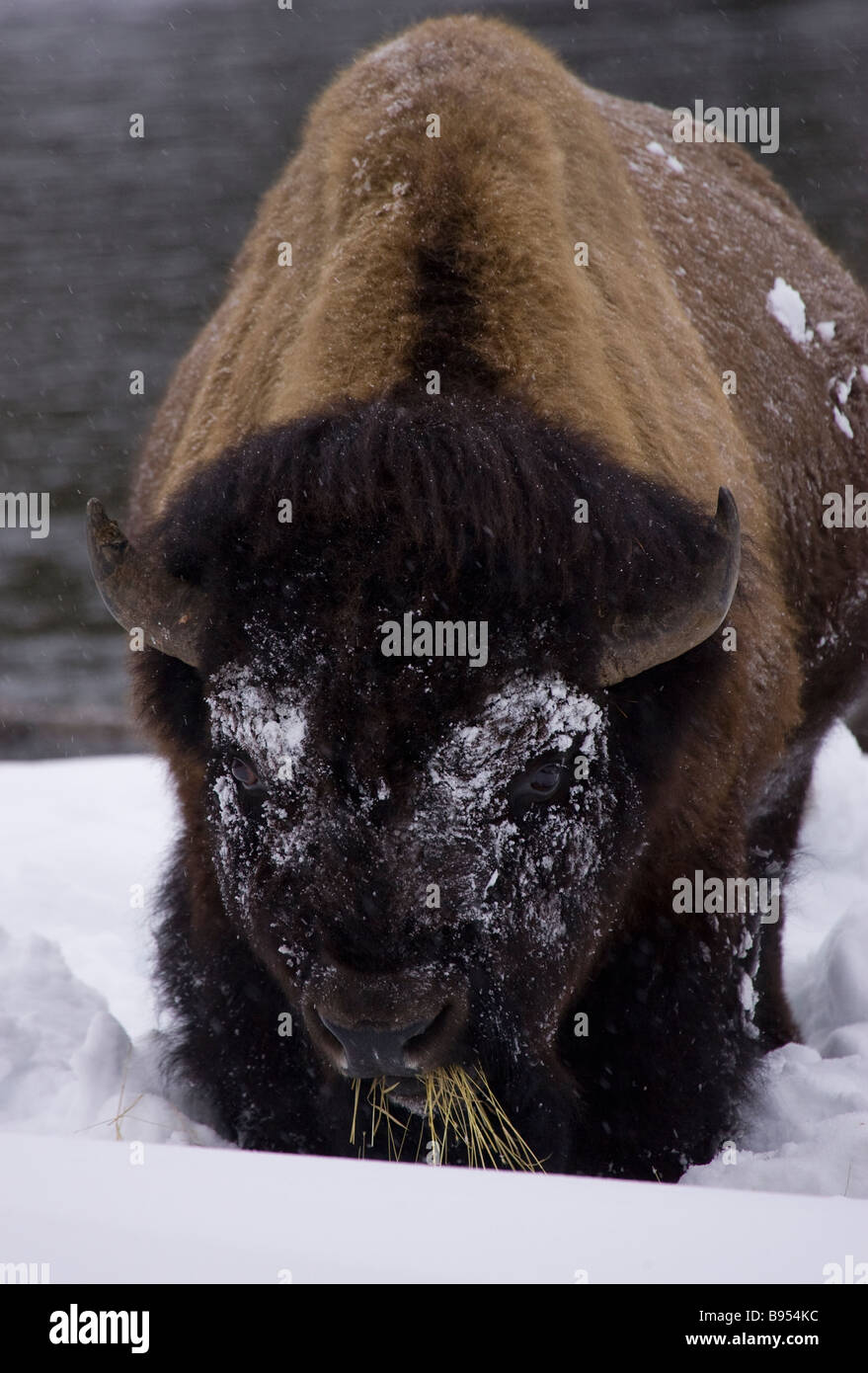 Dead bison snow hi-res stock photography and images - Alamy