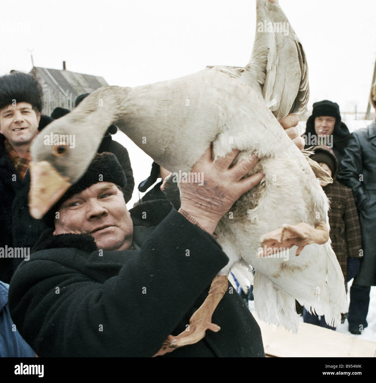A local inhabitant holding the goose winner in his hands Geese fights ...
