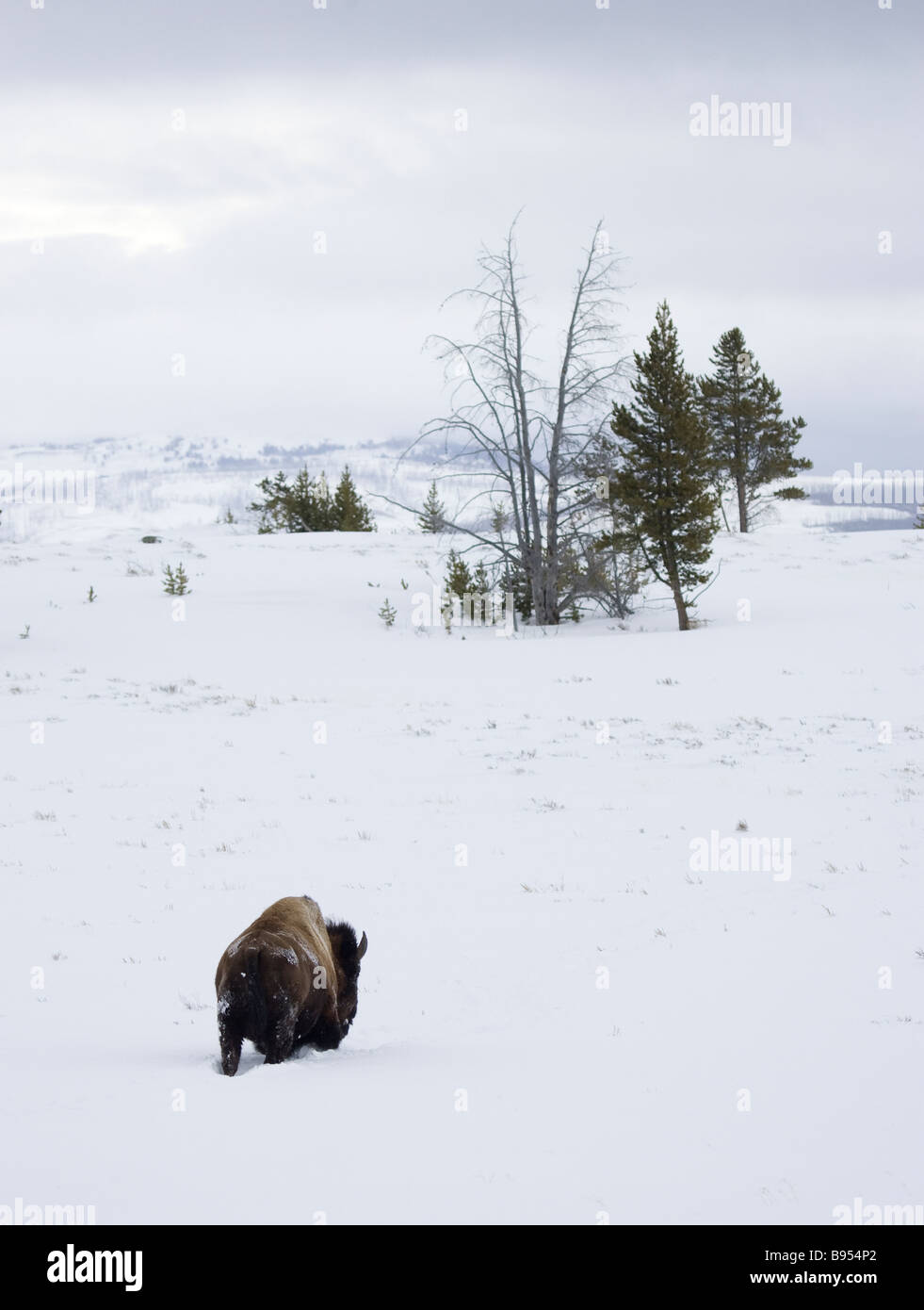 Bison walking away hi-res stock photography and images - Alamy