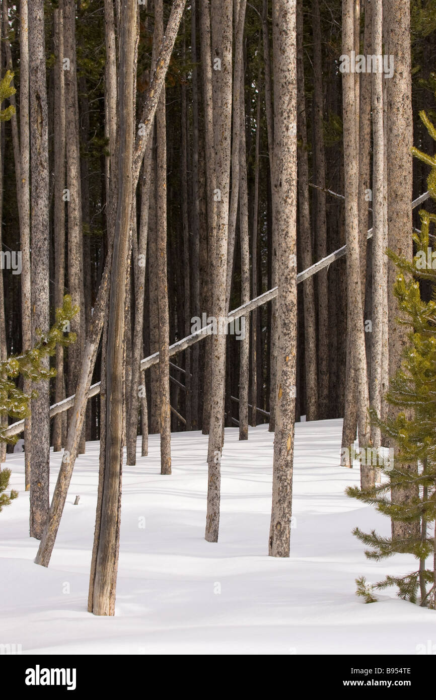 Lodgepole pine tree hi-res stock photography and images - Alamy
