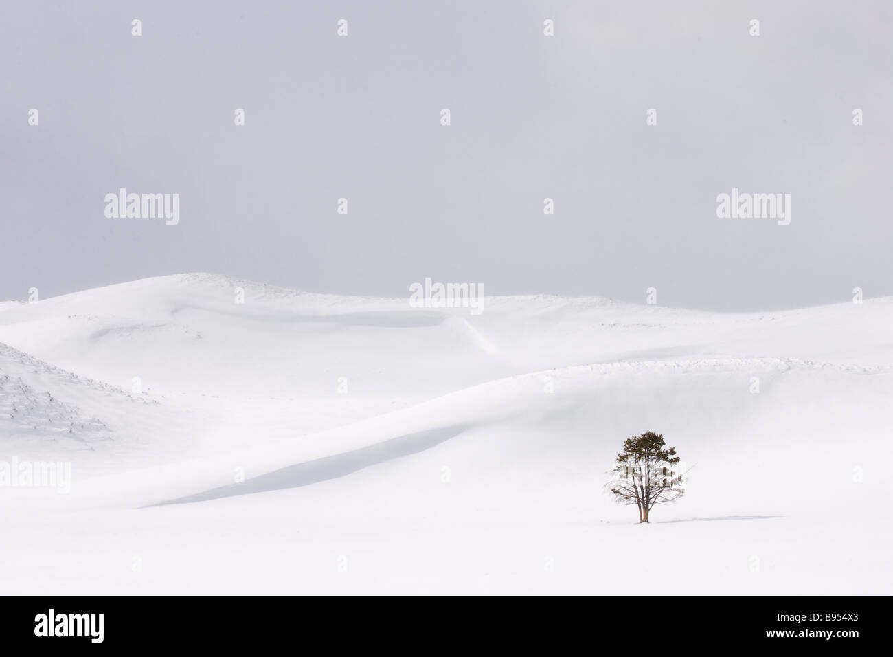 Lone tree field hi-res stock photography and images - Alamy