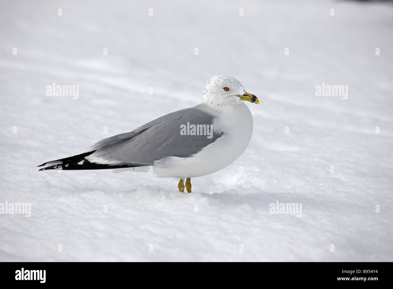 Gull standing shore hi-res stock photography and images - Alamy