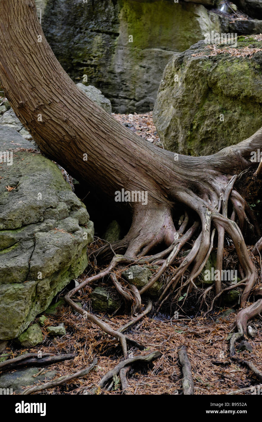 Curved tree roots hi-res stock photography and images - Alamy