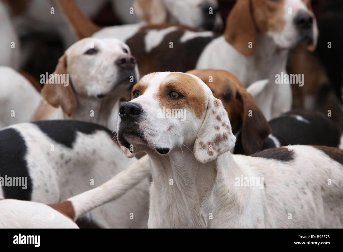 Fife fox Hounds Stock Photo - Alamy