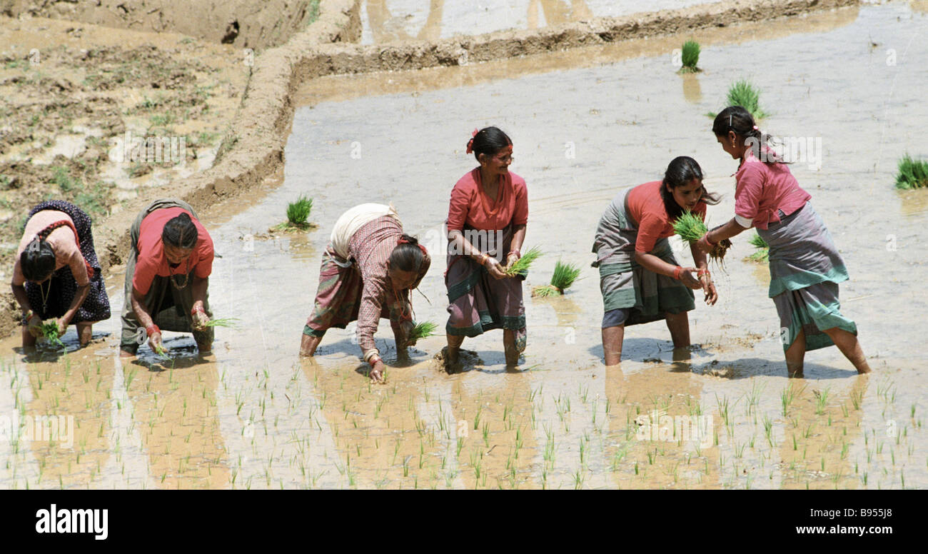 Women planting rice Stock Photo - Alamy