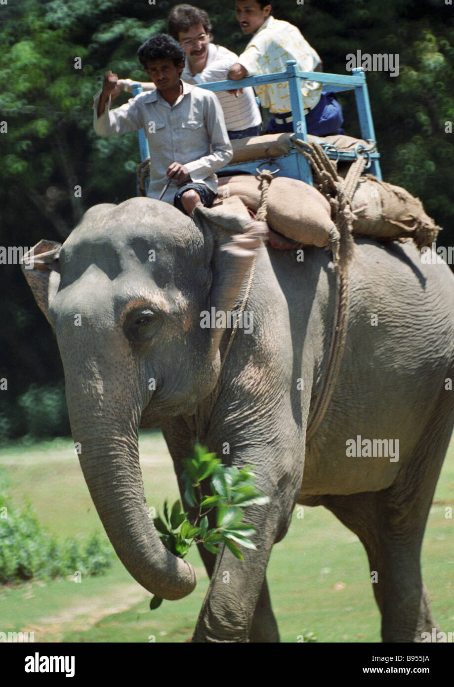 Elephant ride in the national park Stock Photo - Alamy