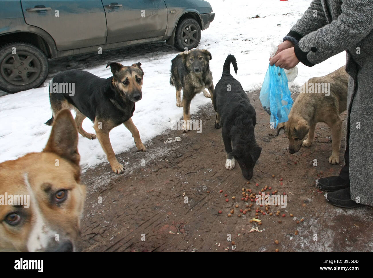 Citizens feeding stray dogs Stock Photo - Alamy