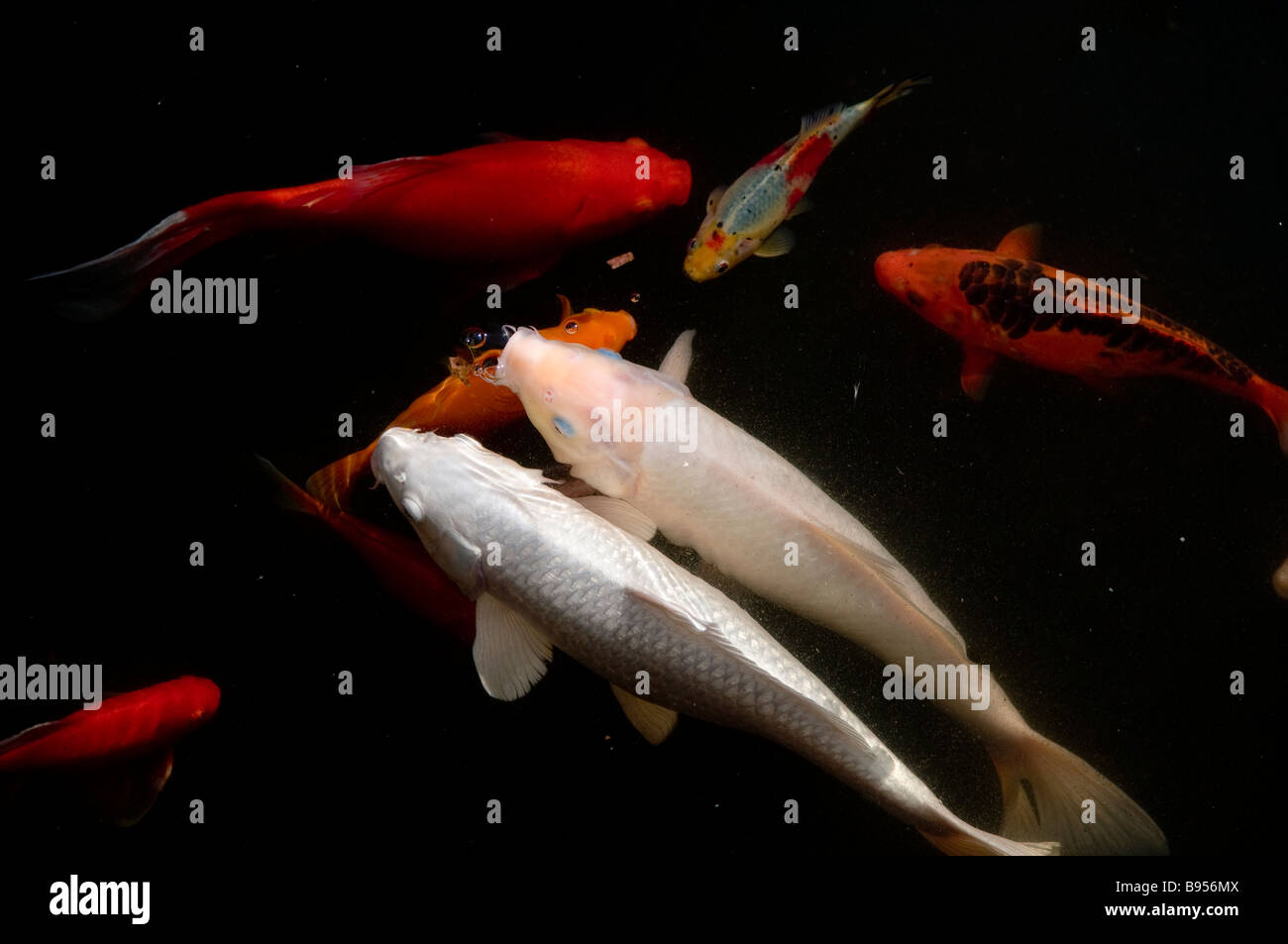 Freshwater tropical fish species hi-res stock photography and images ...