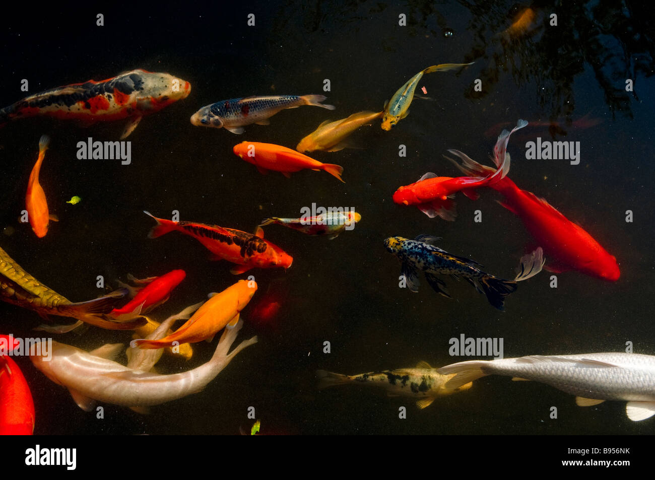 Domestic fish pond hi-res stock photography and images - Alamy