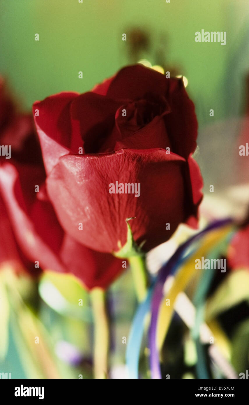 Floral Display, red roses Stock Photo - Alamy