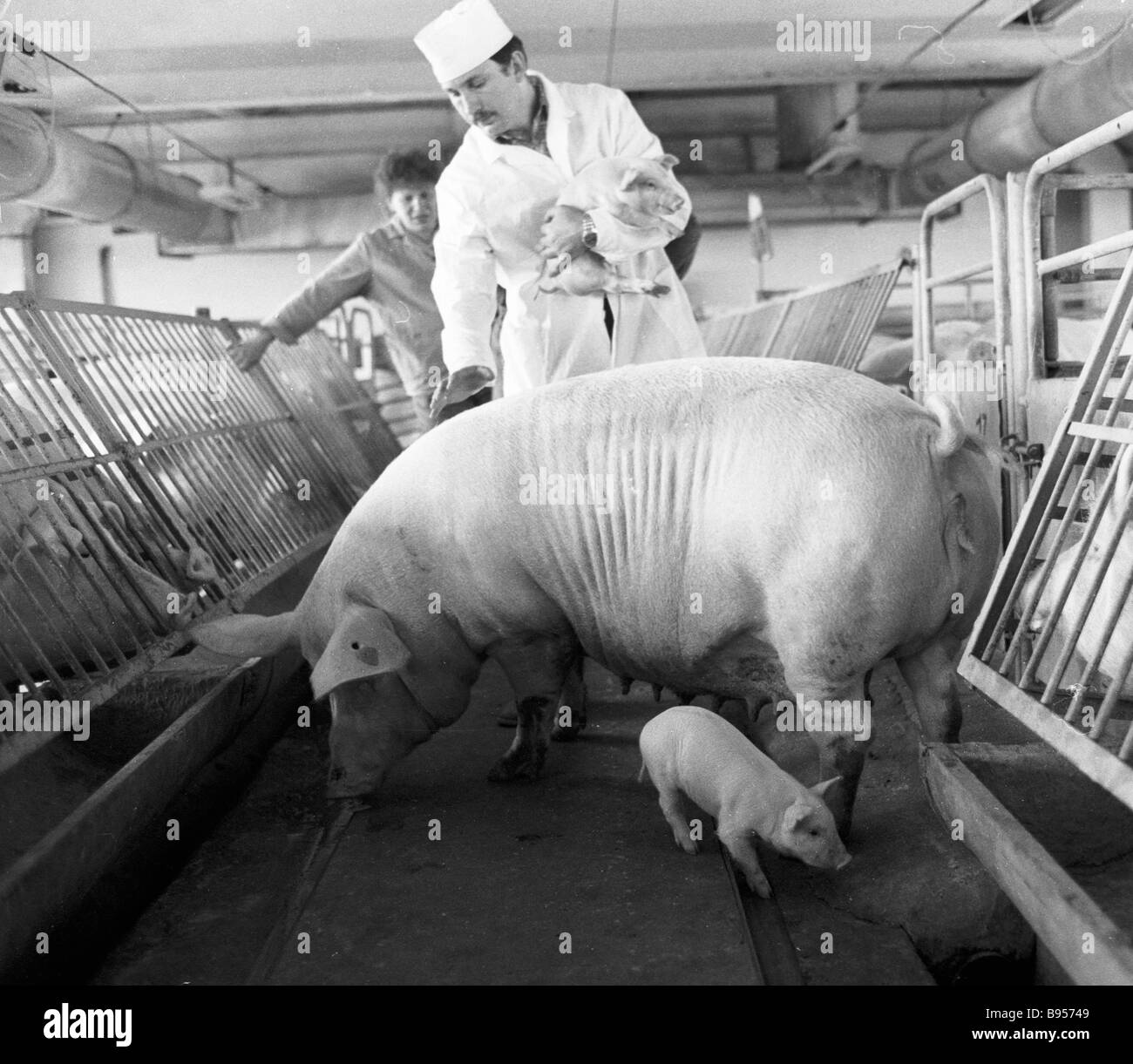 An assistant of a breeding center examining a sow and a piglet The ...