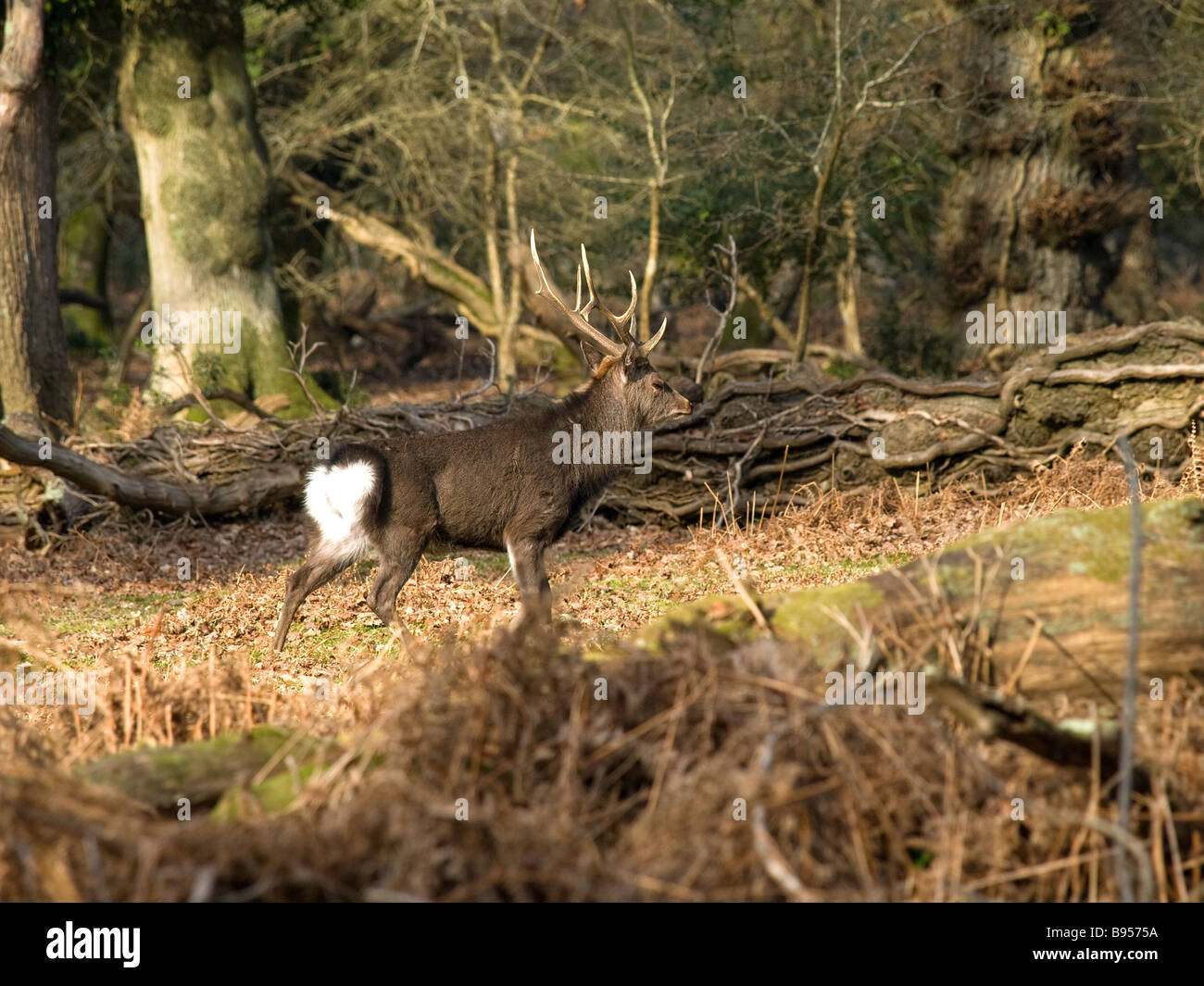 Sika deer stag hi-res stock photography and images - Alamy
