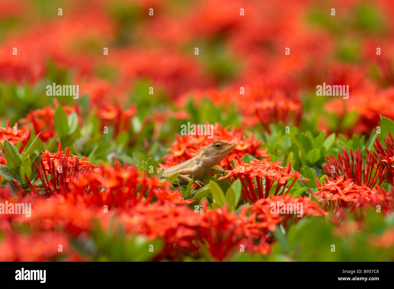 Flowers and lizard hi-res stock photography and images - Alamy