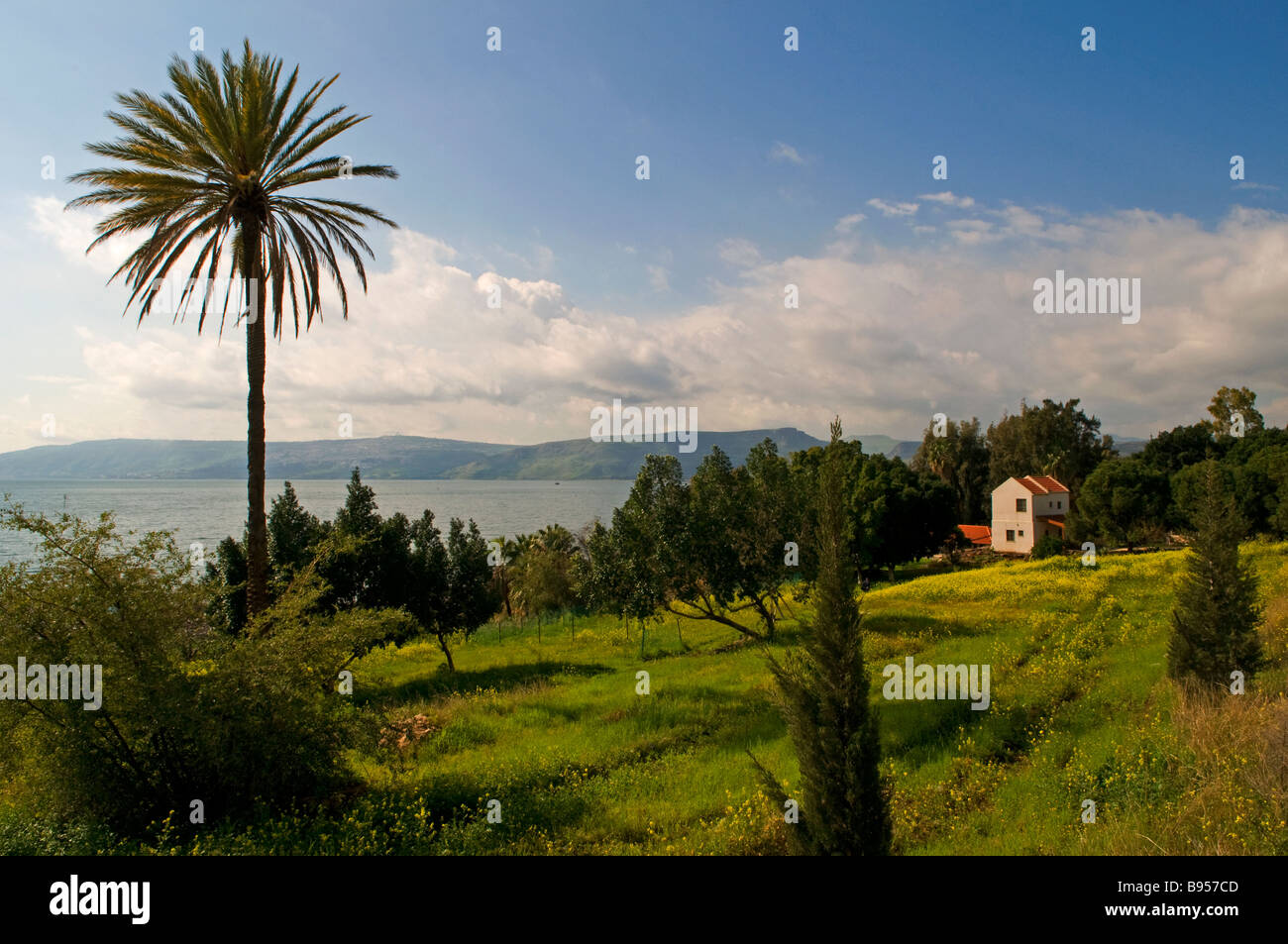Tabgha coast at the western shore of Sea of Galilee, also Kinneret, or ...