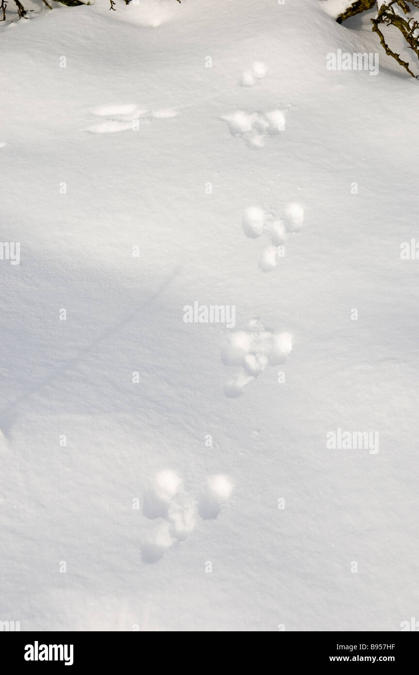 Rabbit footprint hi-res stock photography and images - Alamy