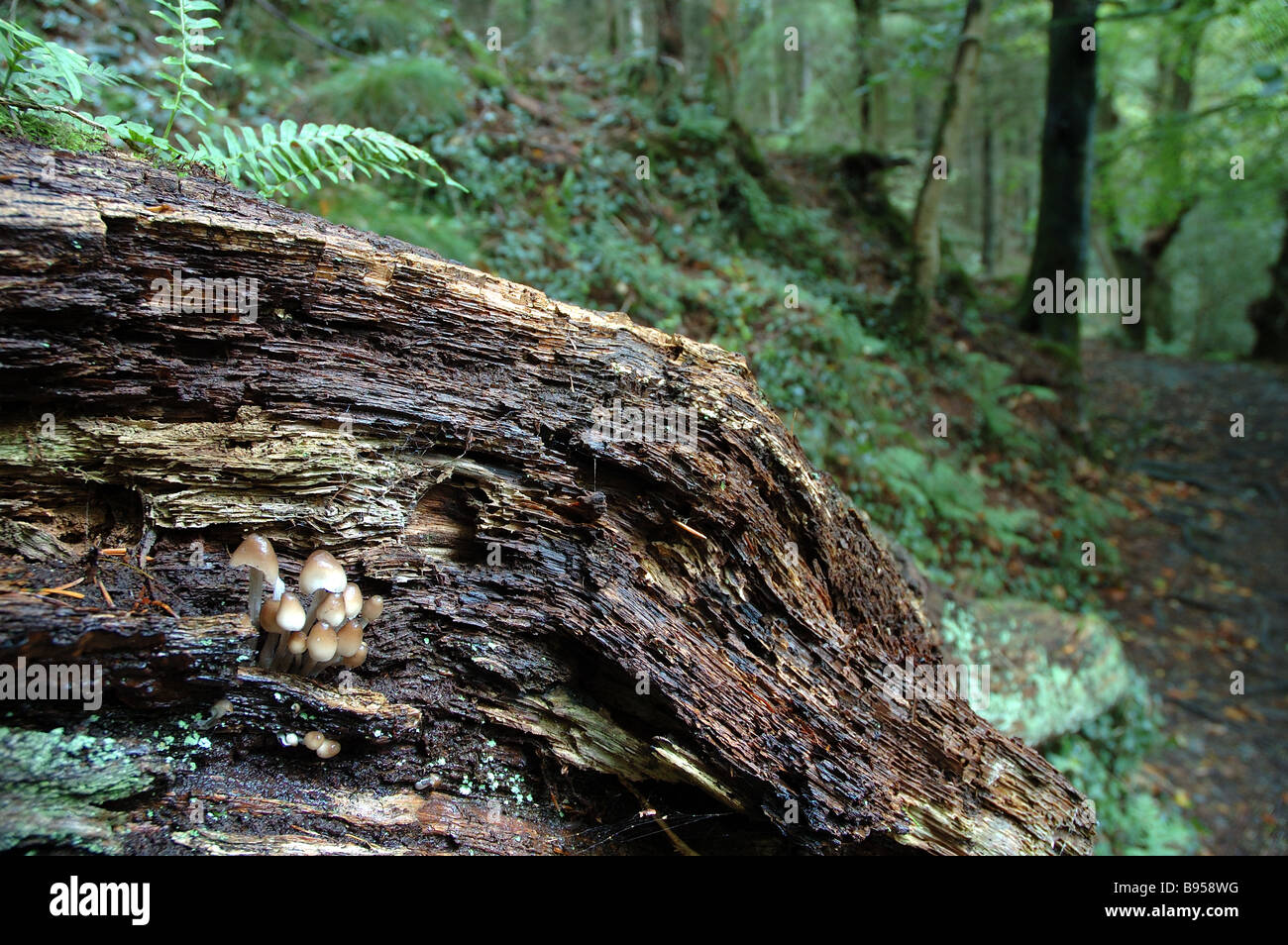Fungi Mycena inclinata on rotting stump by pathway through woodland ...