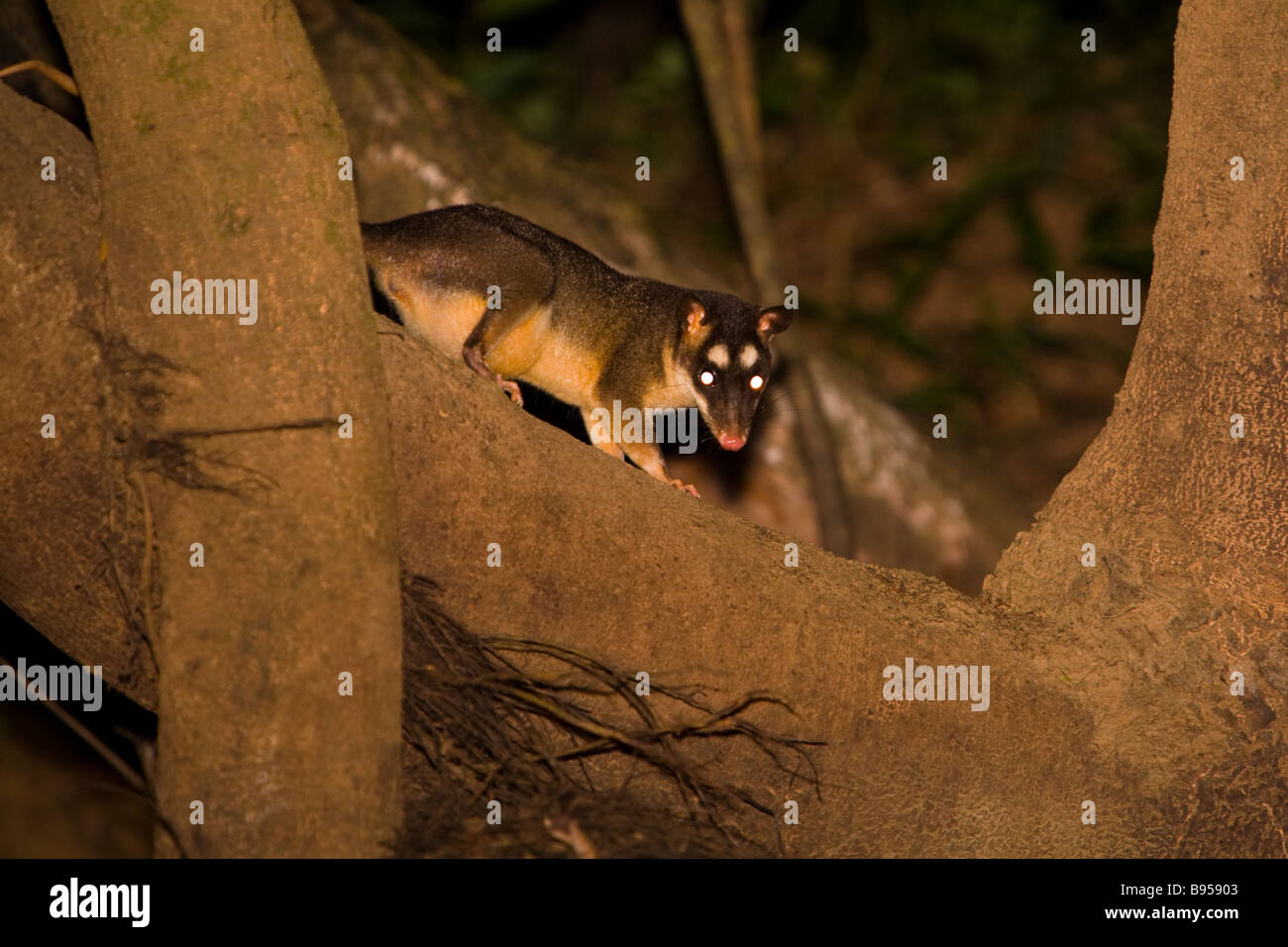 Philander opossum costa rica hi-res stock photography and images - Alamy