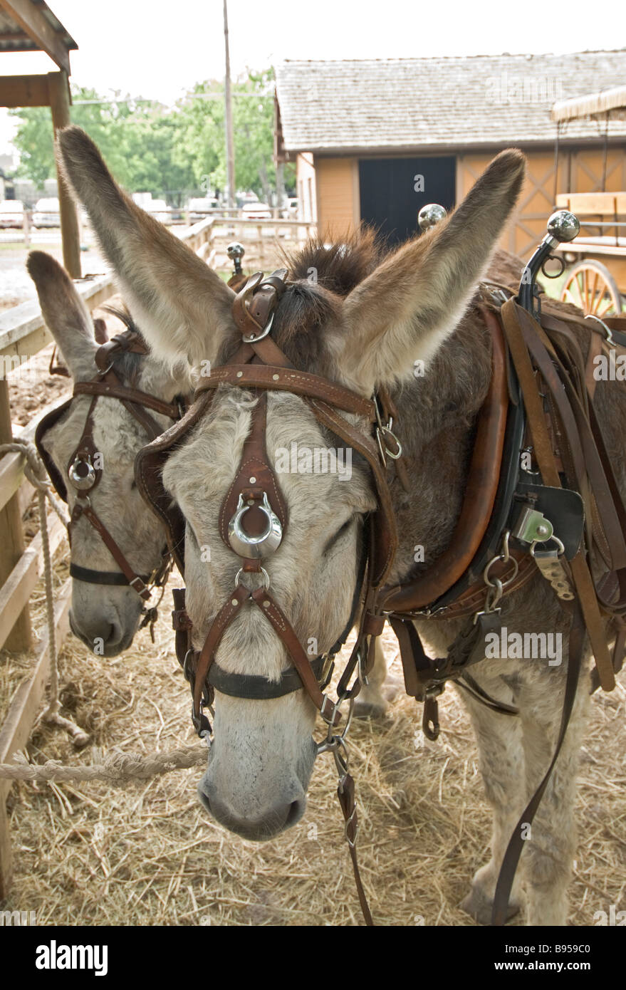 Mammoth jack stock donkey hi-res stock photography and images - Alamy