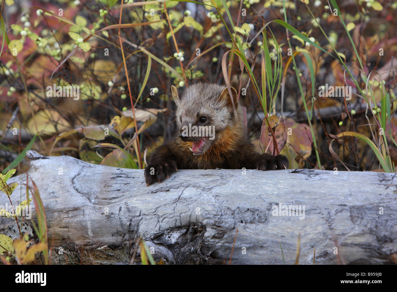 American pine martin hi-res stock photography and images - Alamy